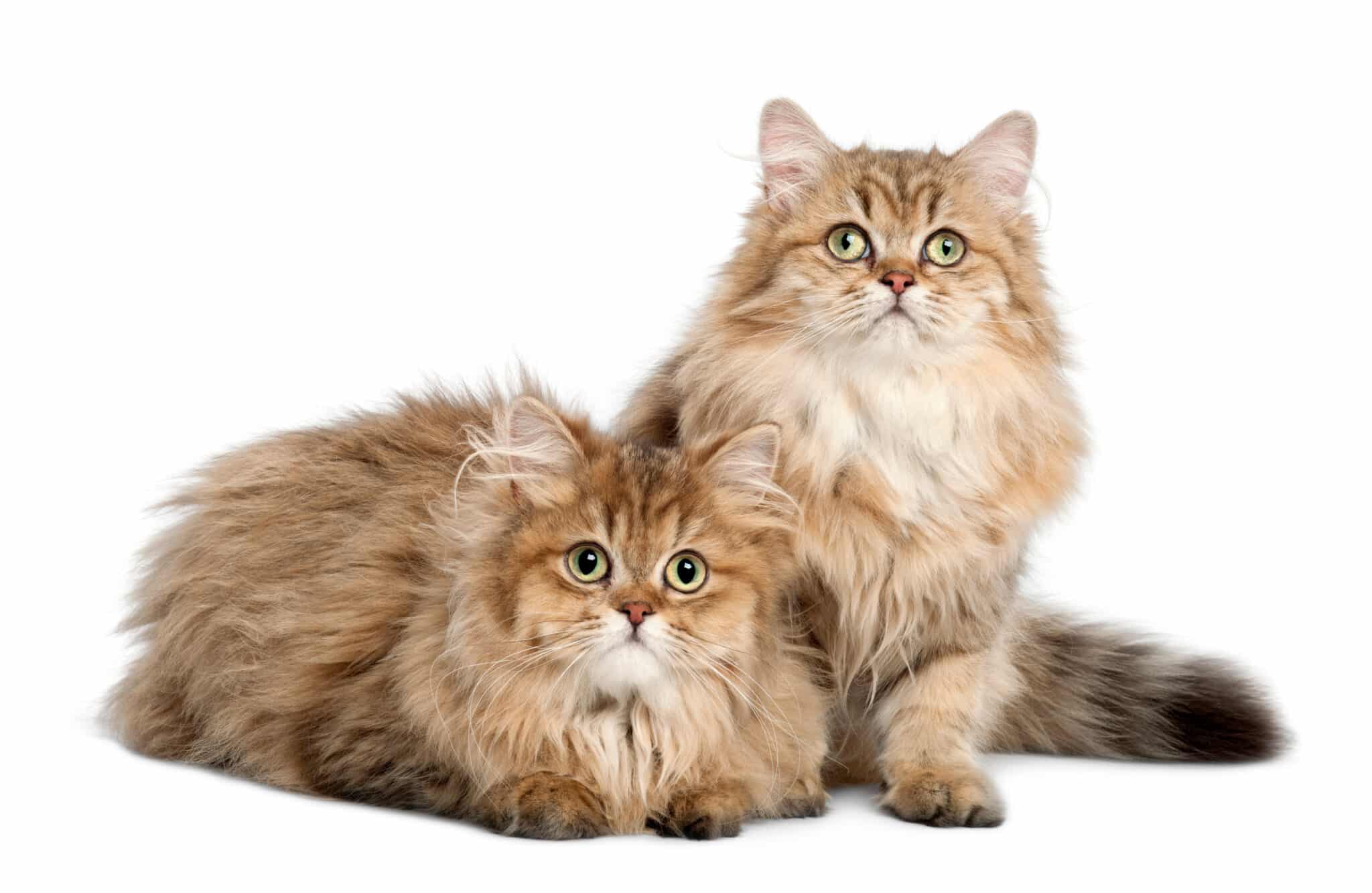 Alla Kattraser som är godkända i Sverige - Kattly