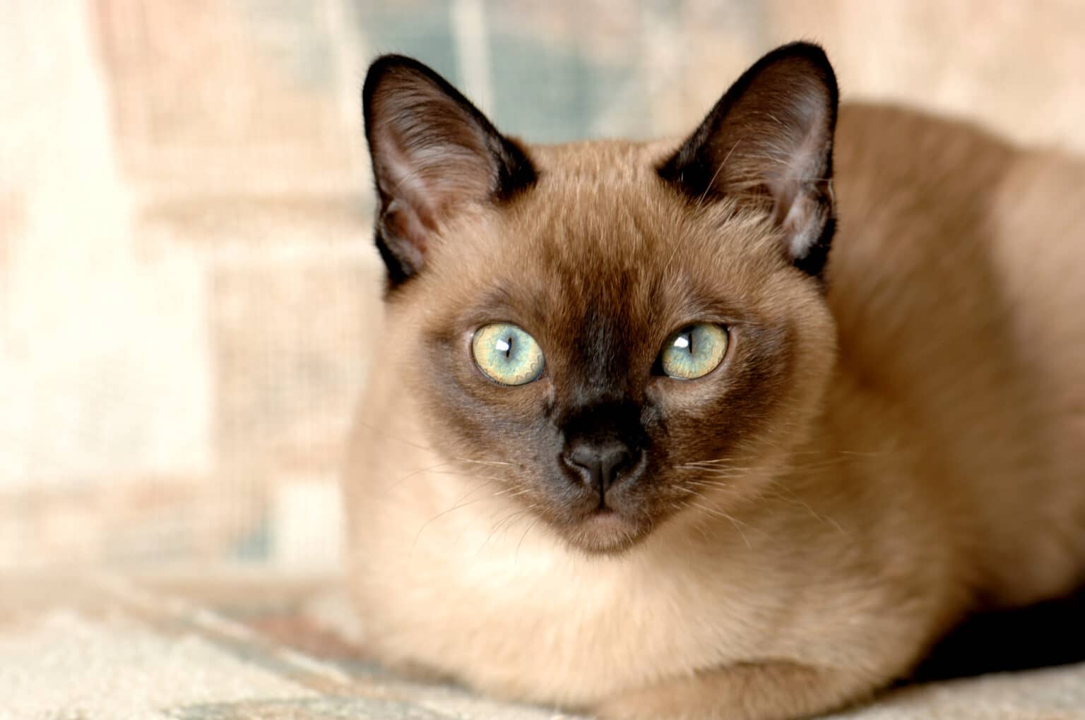 Burma Kattras - Fakta och Information - Allt Om Katten