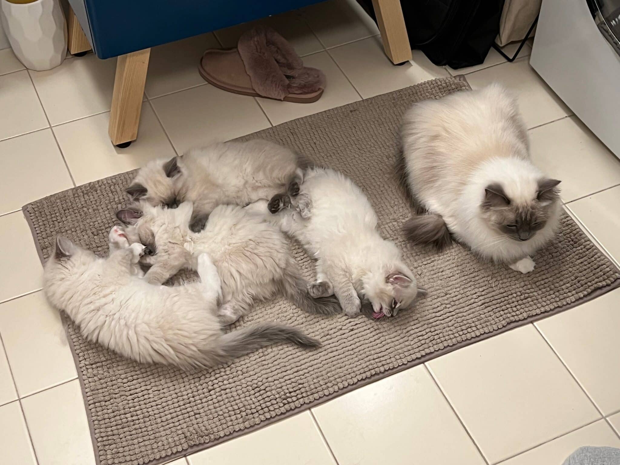 Ragdoll - allt du behöver veta om kattrasen Ragdoll