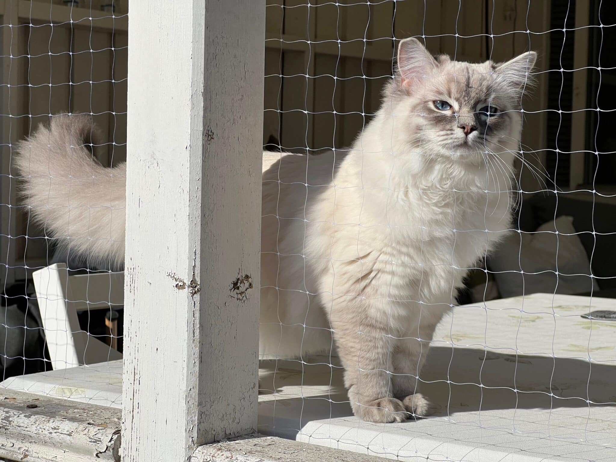 Ragdoll - allt du behöver veta om kattrasen Ragdoll