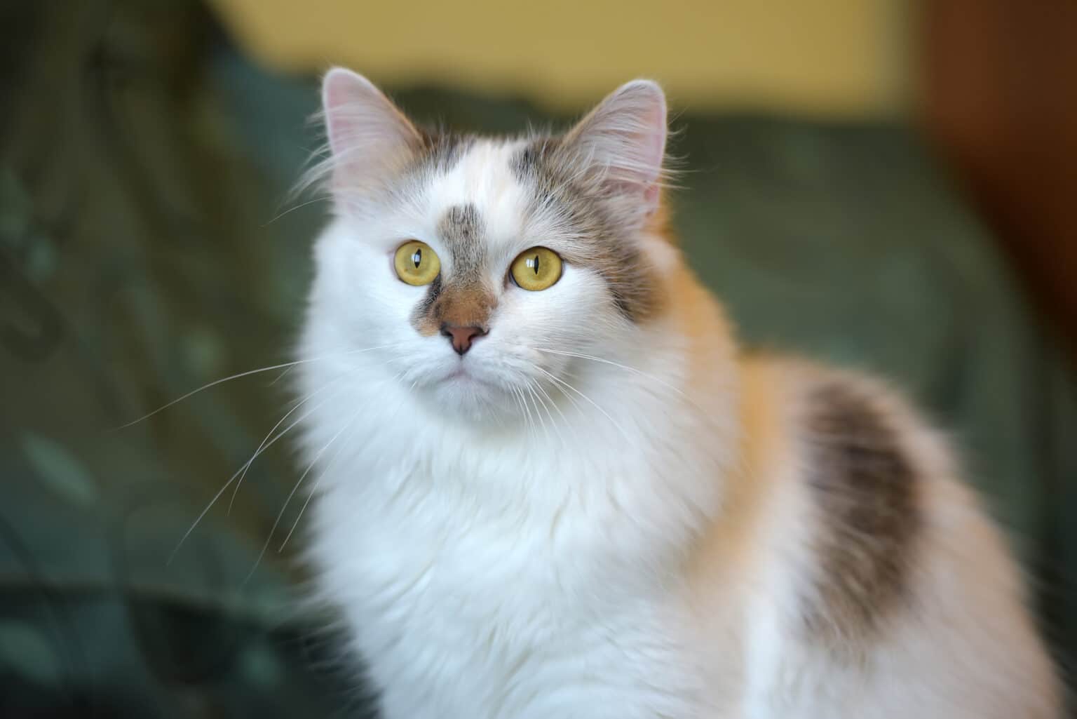 Turkisk Van - Kattly