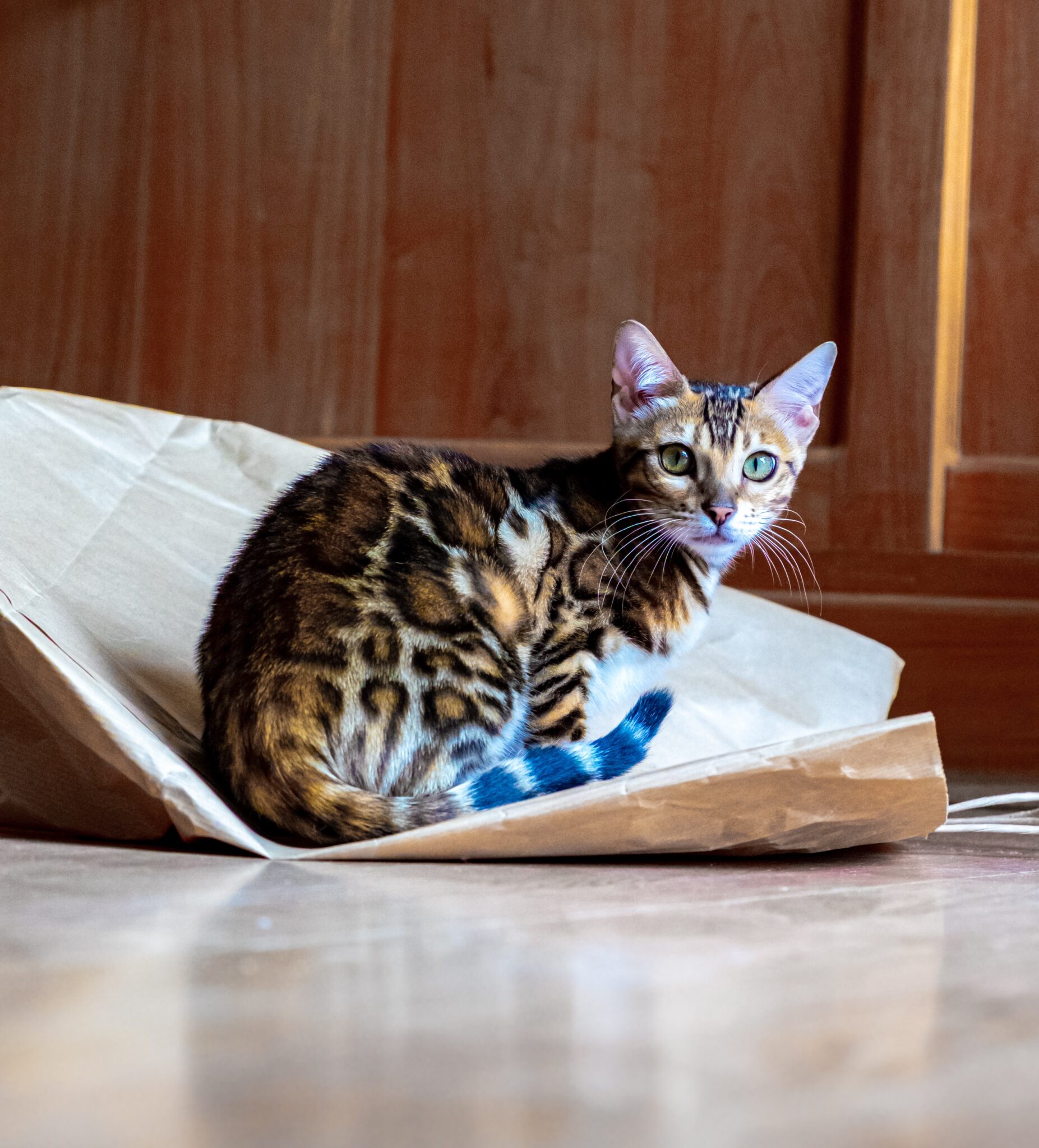 Bengal Katt - Fakta, Bilder och Information - Allt Om Katten