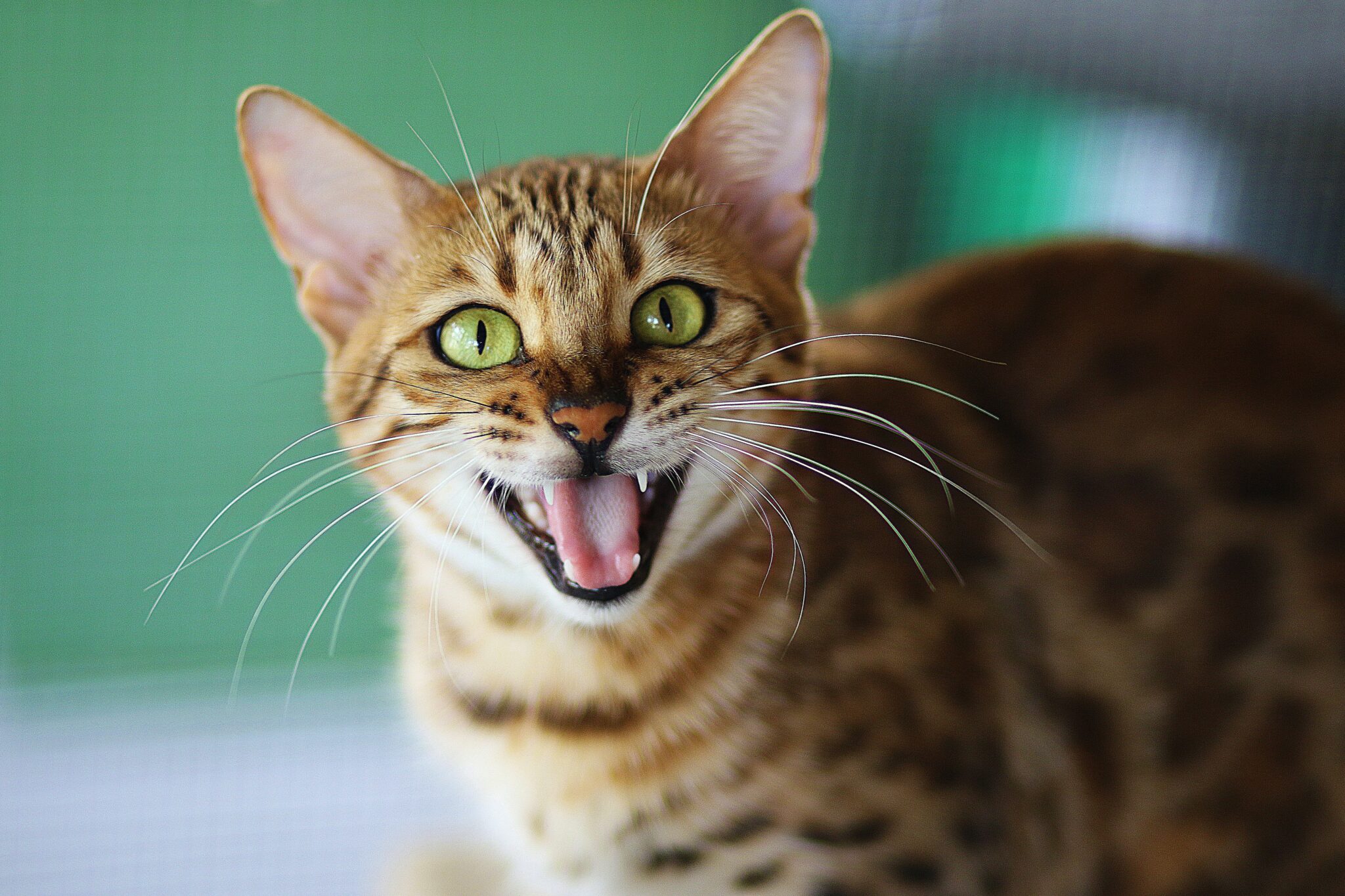 Bengal Katt - Fakta, Bilder och Information - Allt Om Katten