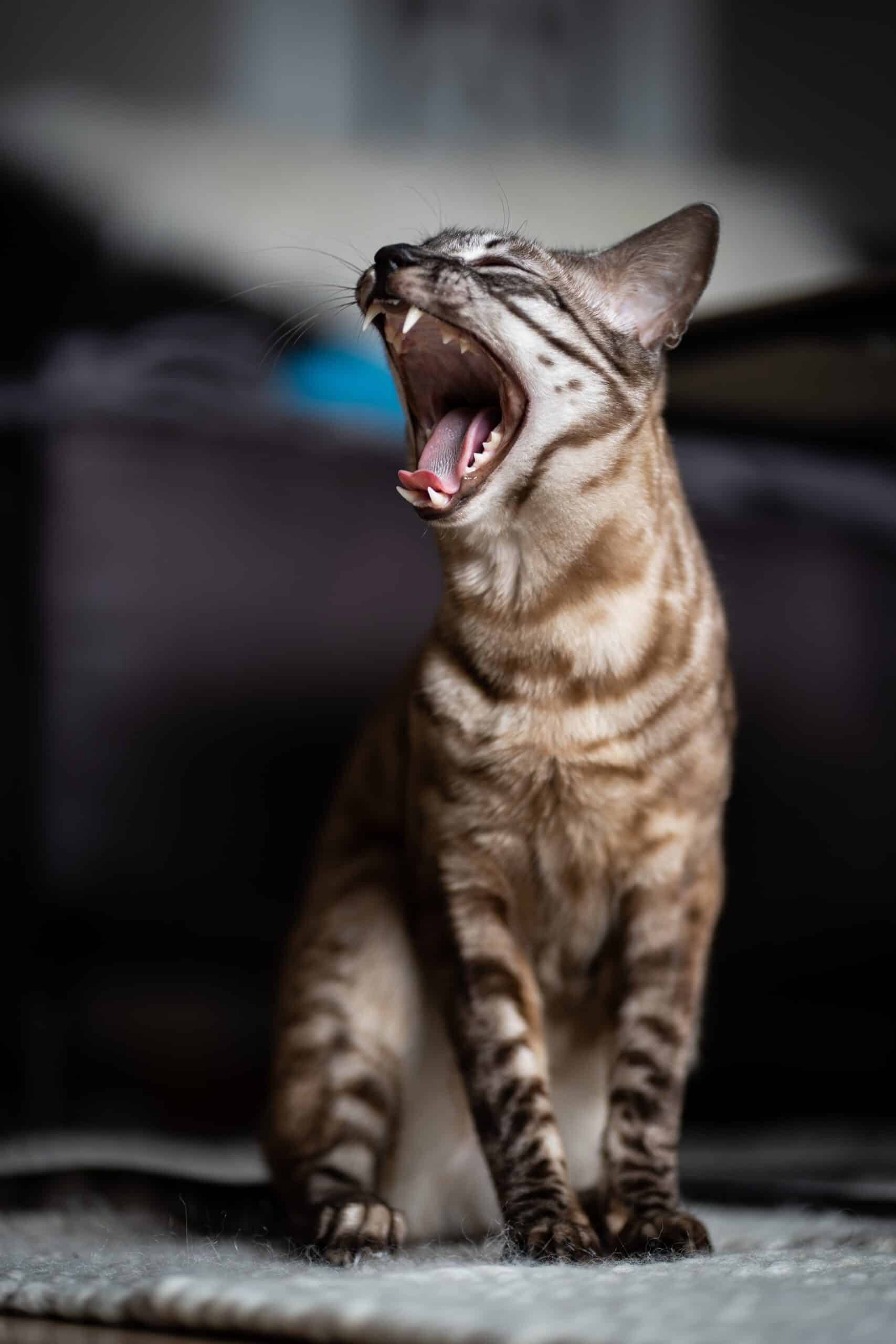 Bengal Katt - Fakta, Bilder och Information - Allt Om Katten