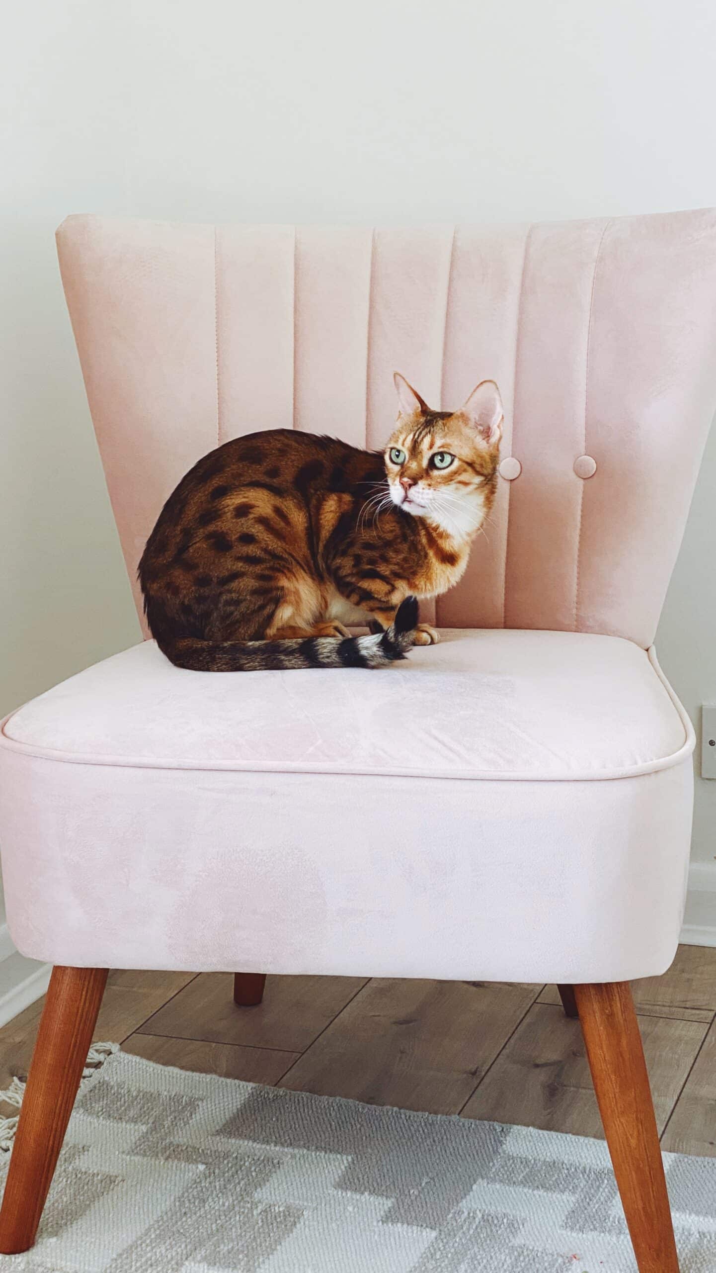 Bengal Katt - Fakta, Bilder och Information - Allt Om Katten