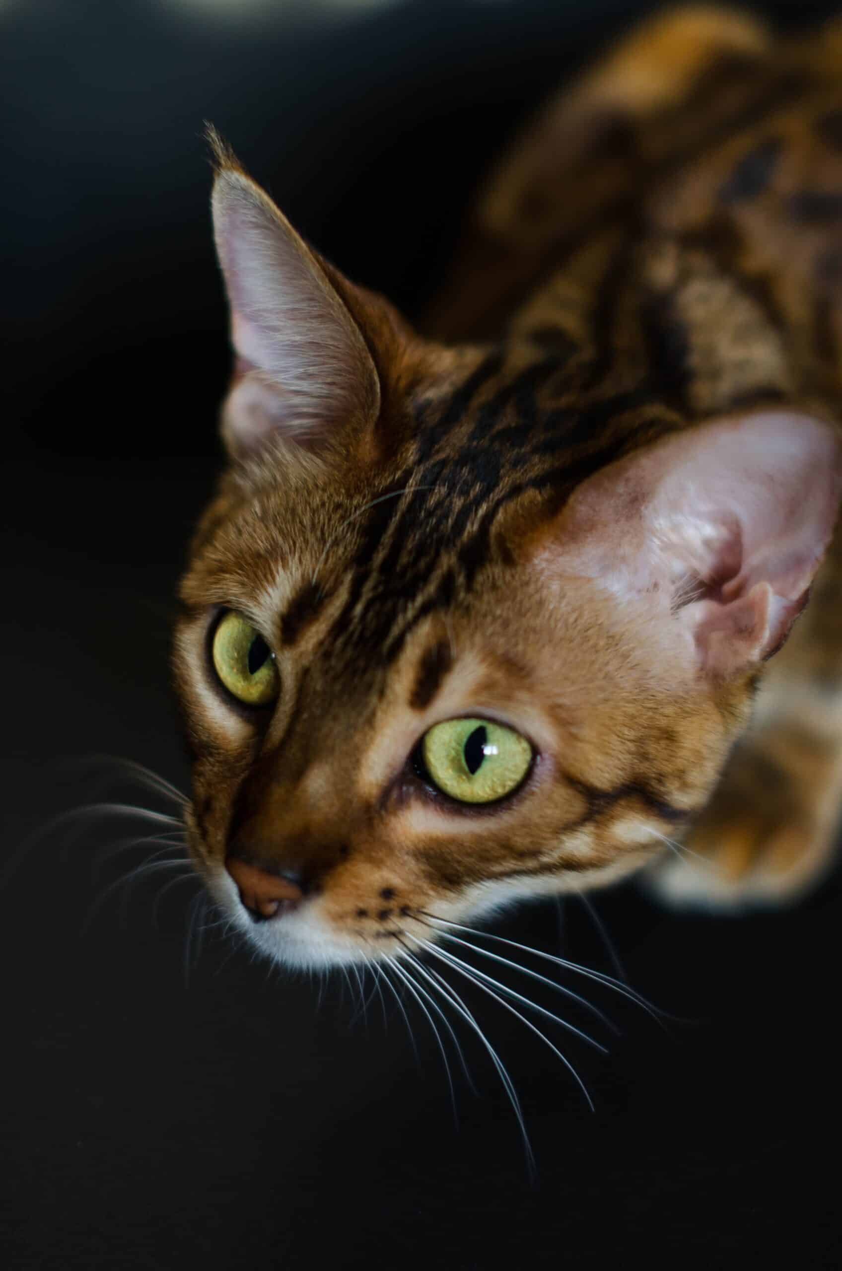 Bengal Katt - Fakta, Bilder och Information - Allt Om Katten