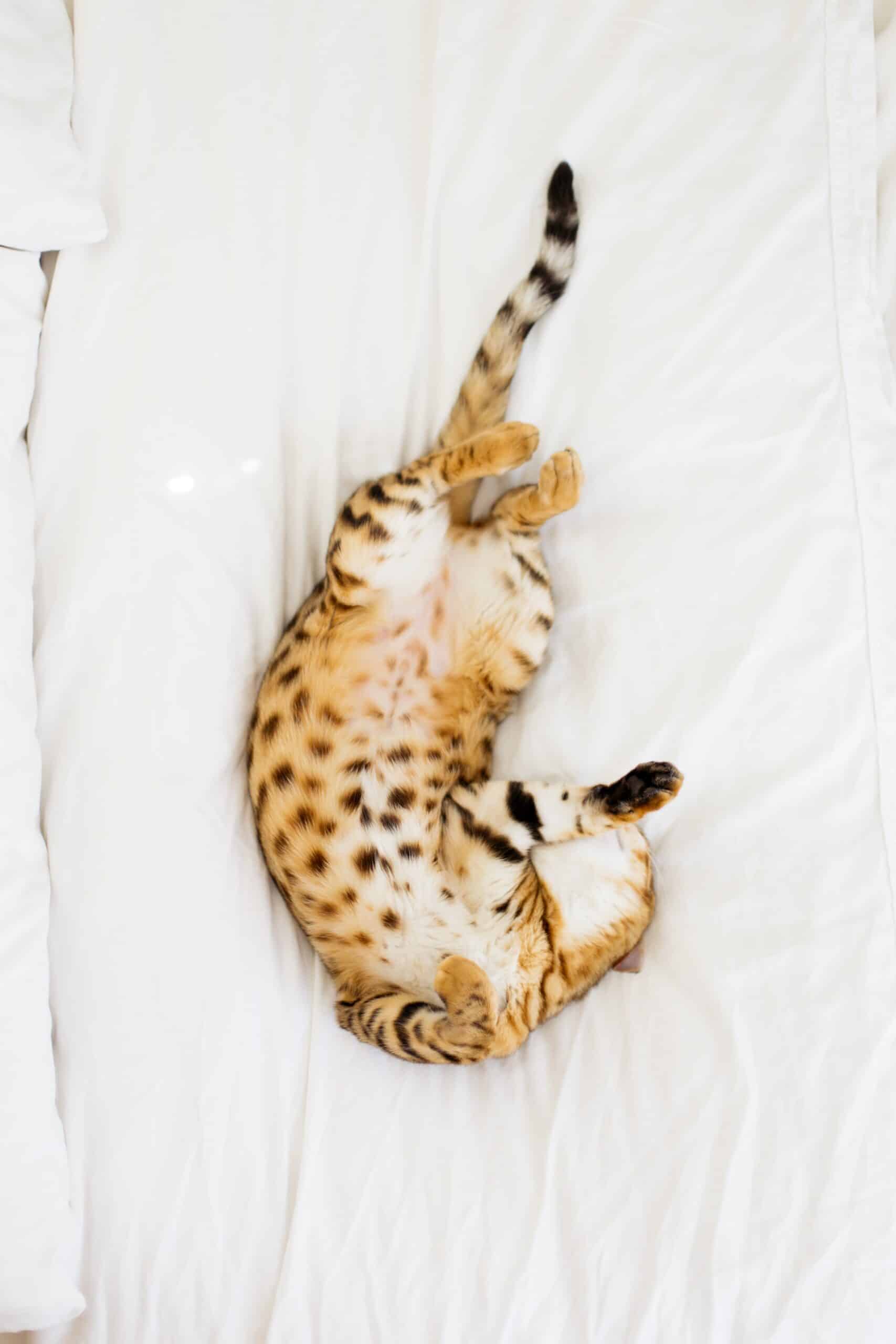 Bengal Katt - Fakta, Bilder och Information - Allt Om Katten