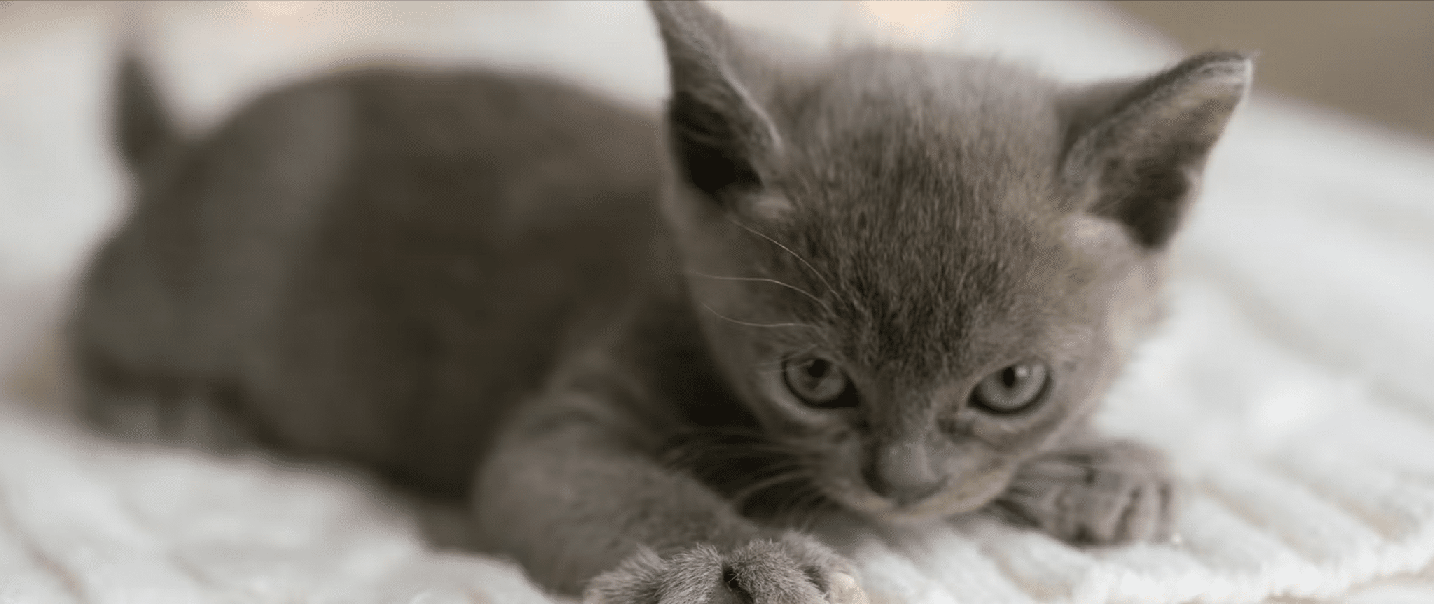 Burma Kattras - Fakta och Information - Allt Om Katten