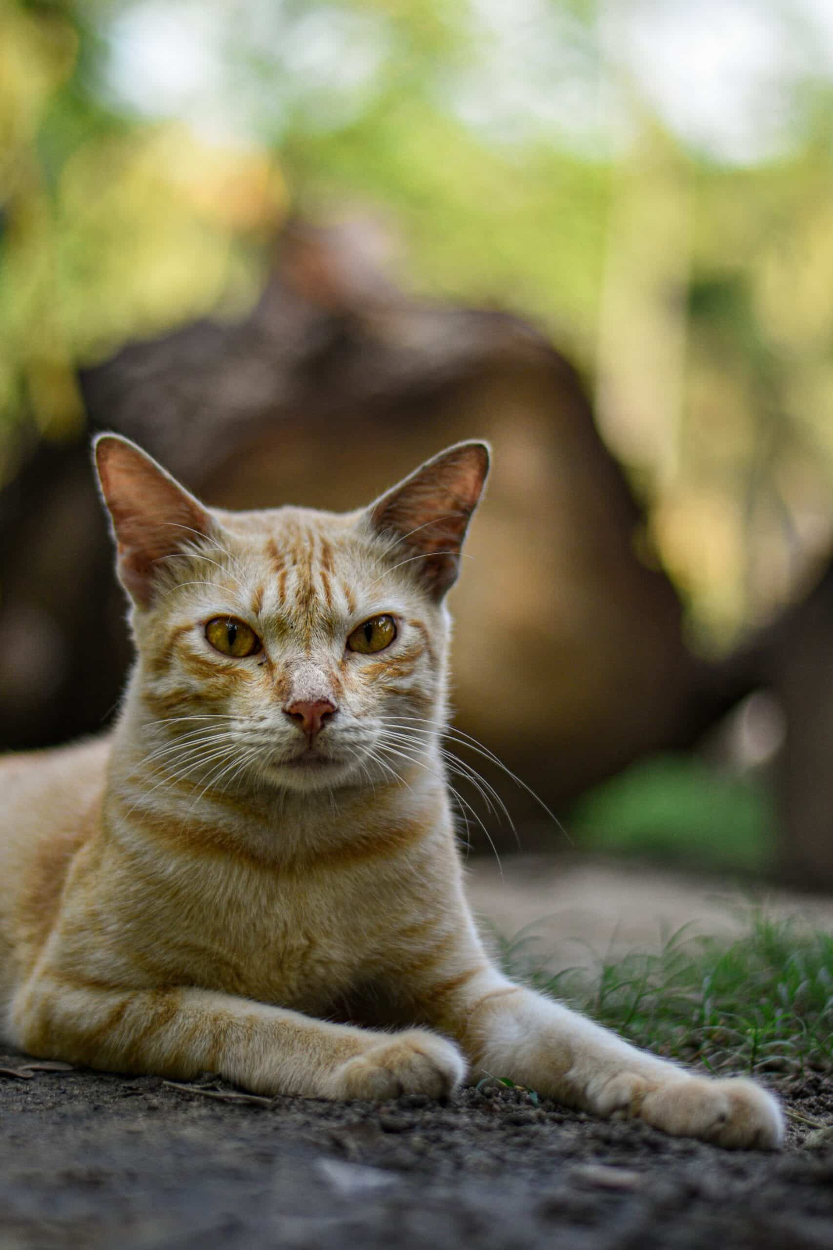 Burma Kattras - Fakta och Information - Allt Om Katten
