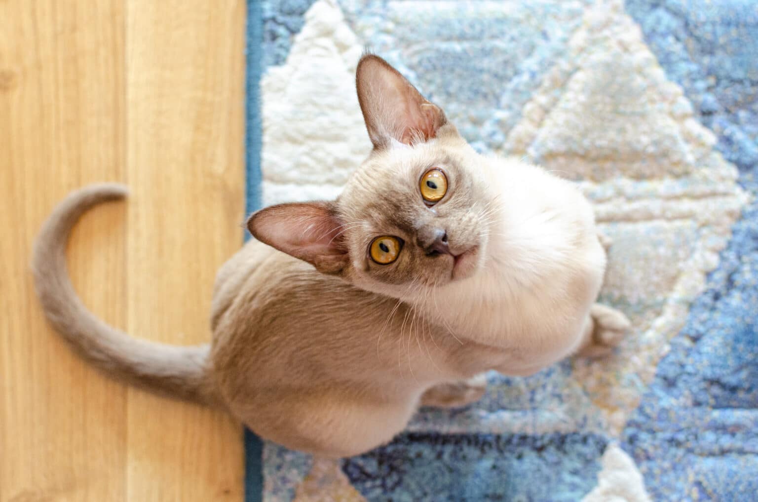 Burma Kattras - Fakta och Information - Allt Om Katten