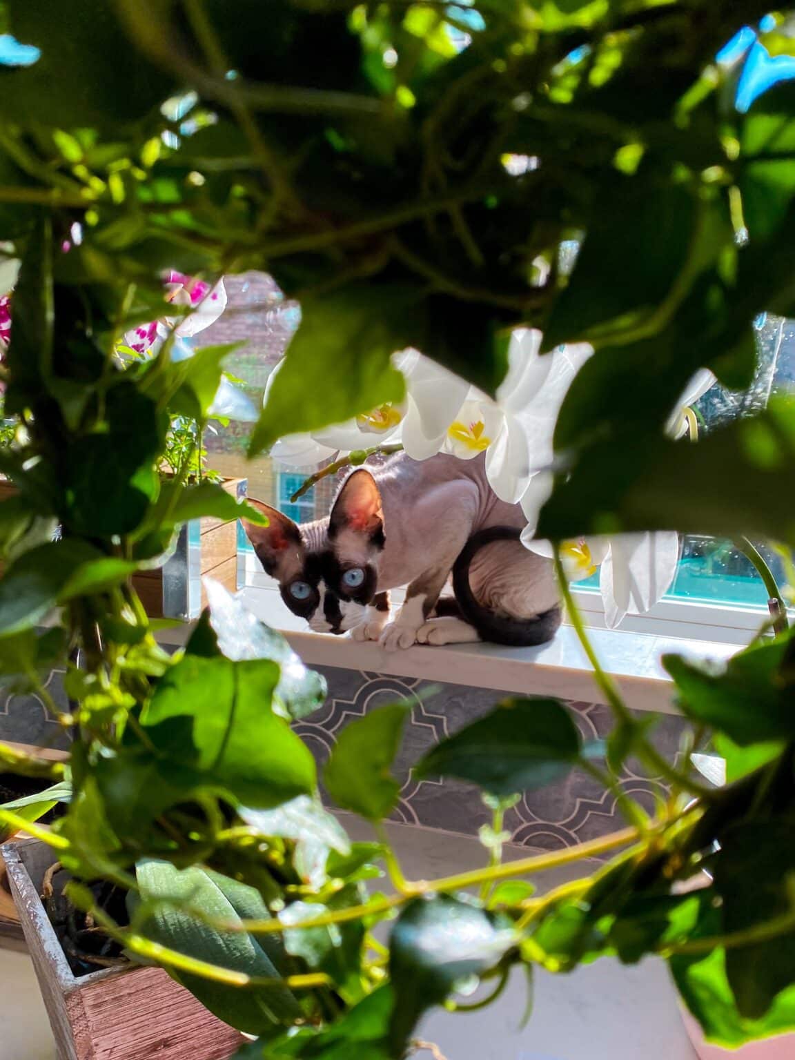 Devon Rex - Fakta, Bilder och Information - Allt Om Katten