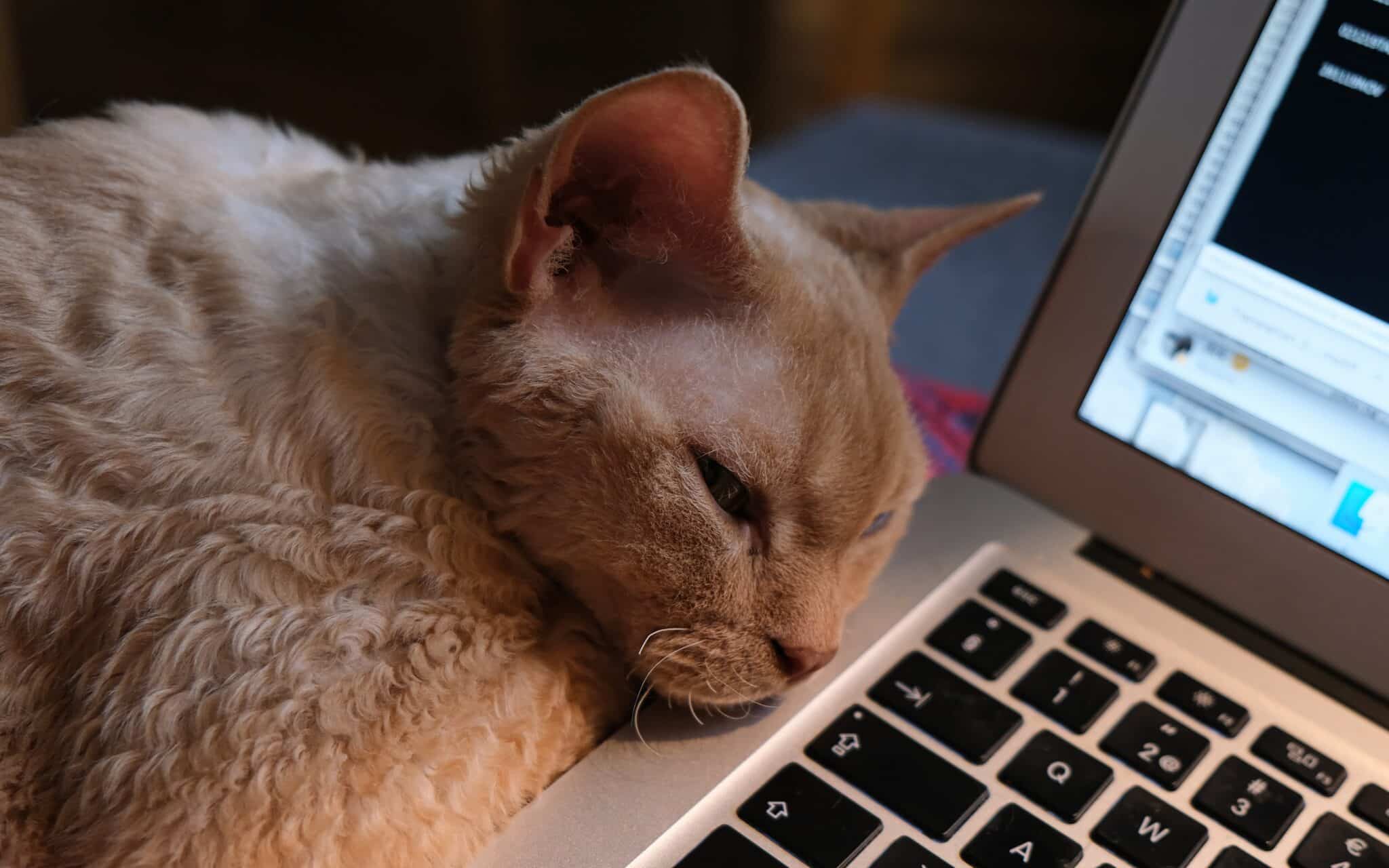 Devon Rex - Fakta, Bilder och Information - Allt Om Katten