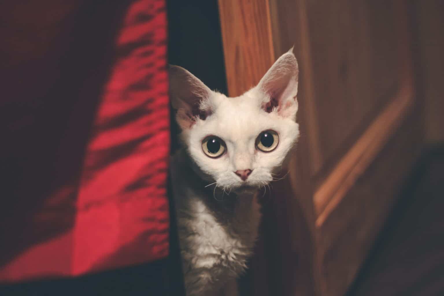 Devon Rex - Fakta, Bilder och Information - Allt Om Katten