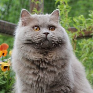 Kattrasen Brittiskt Långhår: En fullständig guide