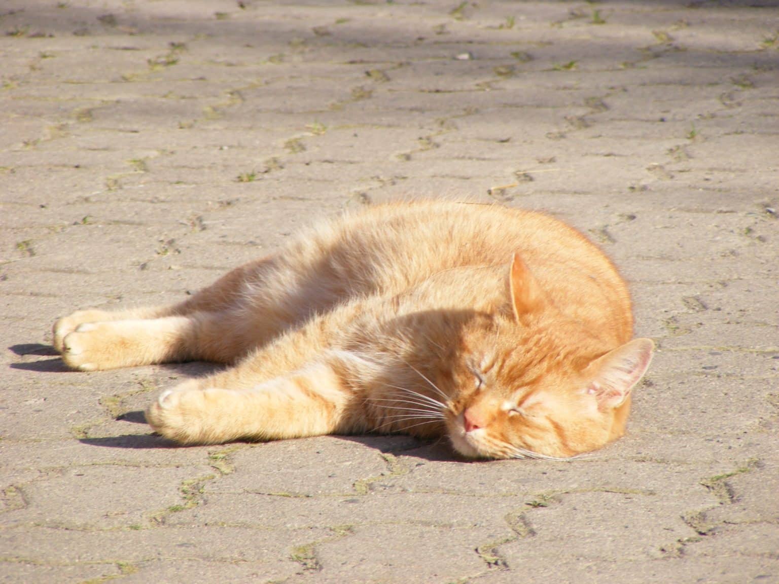 Katter och värme: Så skyddar du din katt i sommarvärmen - Kattly